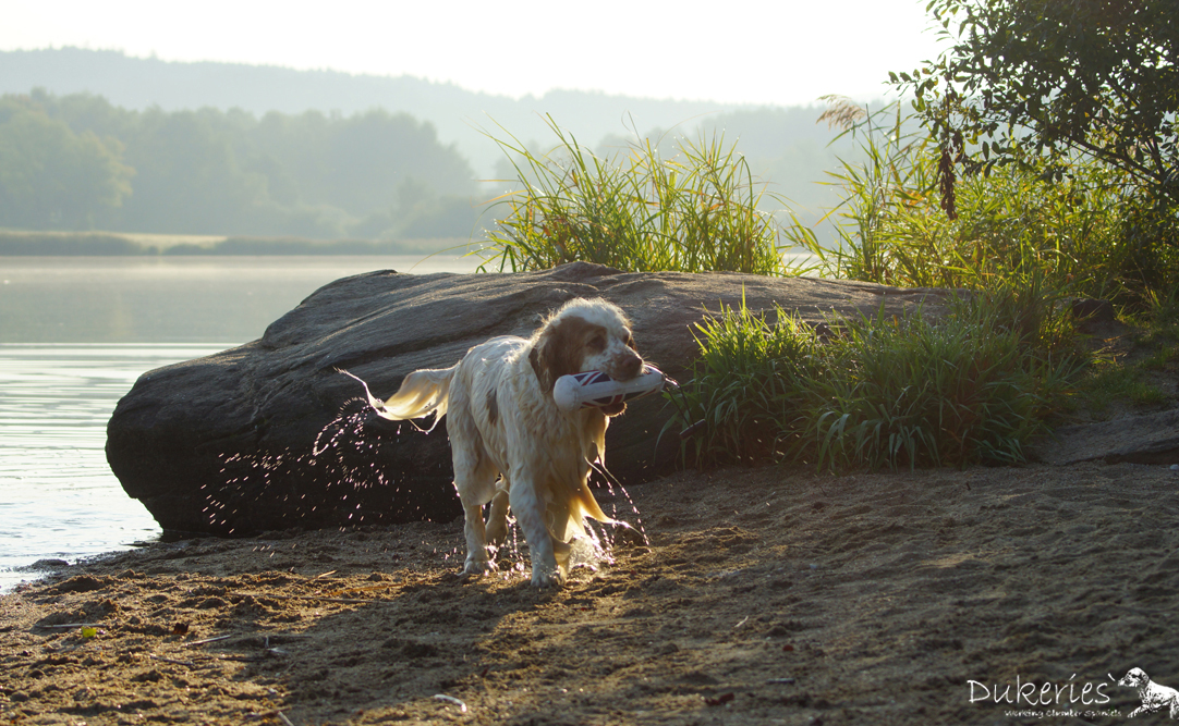 Working Clumber Spaniel